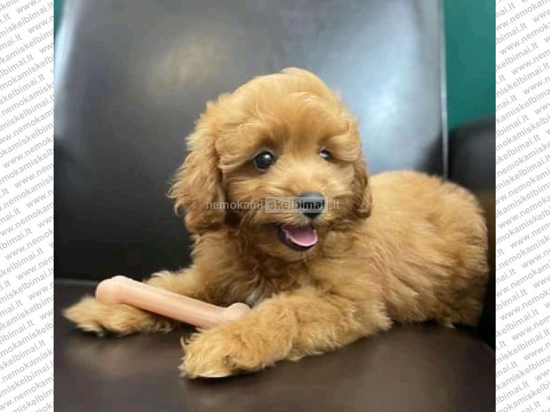 Puikūs cockapoo šuniukai