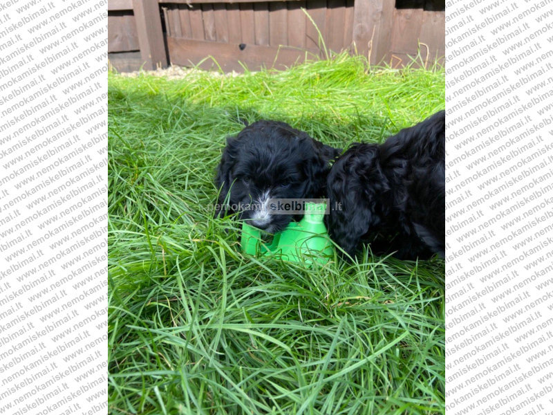 Cockapoo šuniukai patinai ir patelės