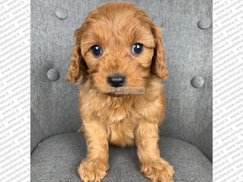 Cavapoo raudona