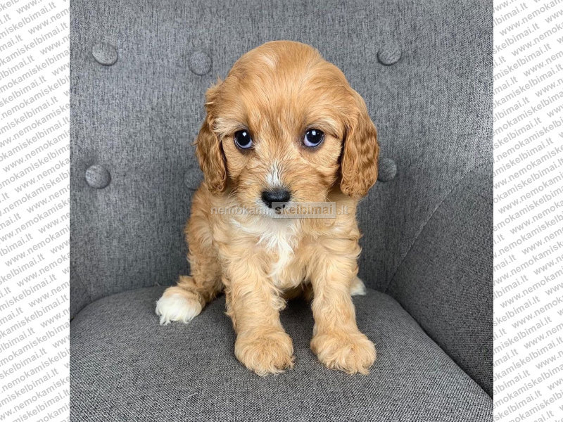 Cavapoo raudona