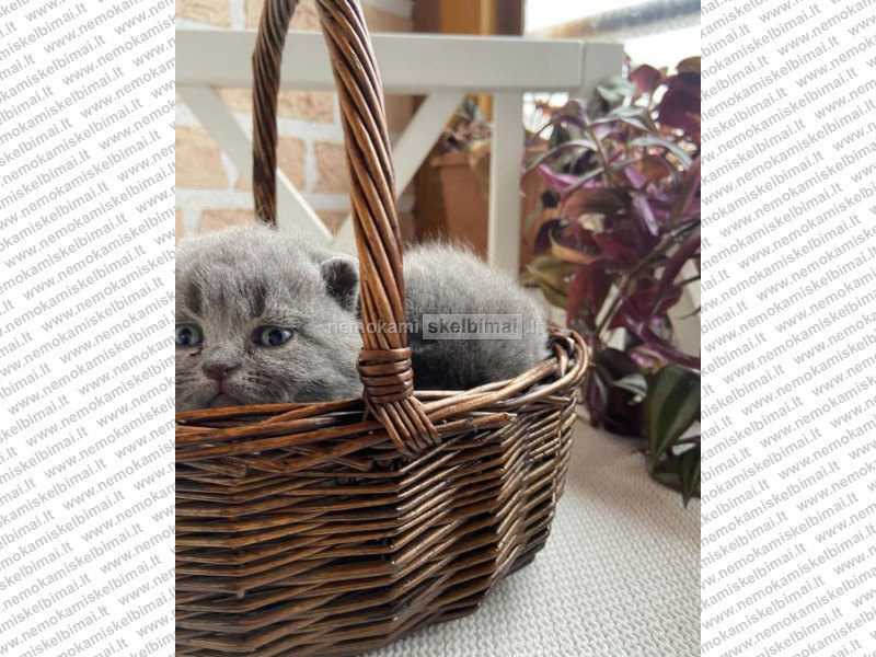 Škotijos raukšlės kačiukai Whatsapp man skambinti